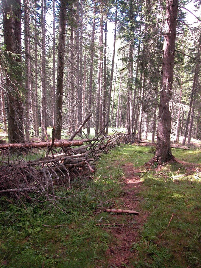 Temperate Broadleaf and Mixed Forest Stock Image - Image of mixed ...