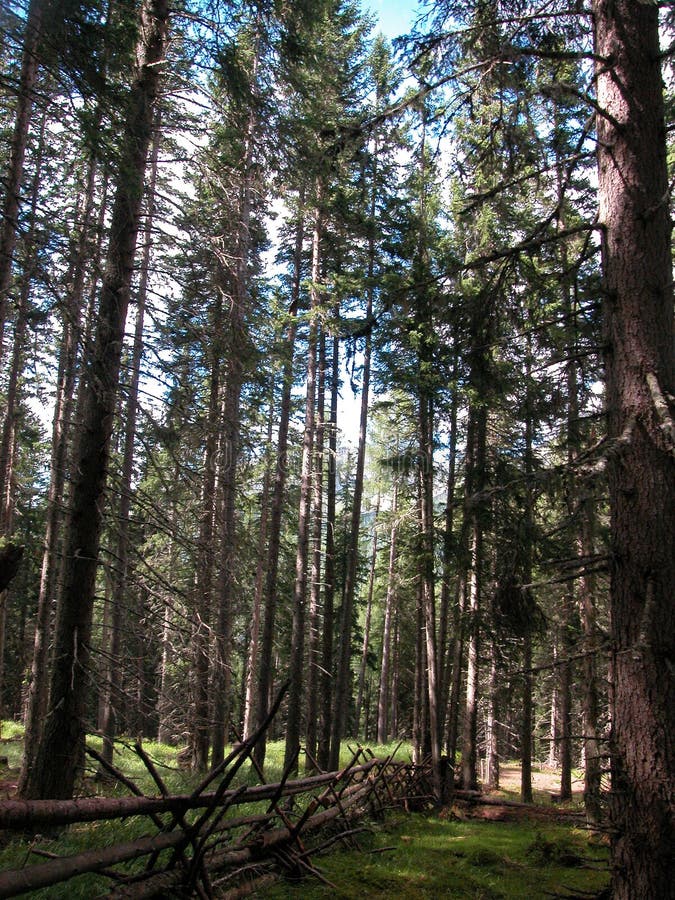Temperate Broadleaf and Mixed Forest Stock Photo - Image of woods ...