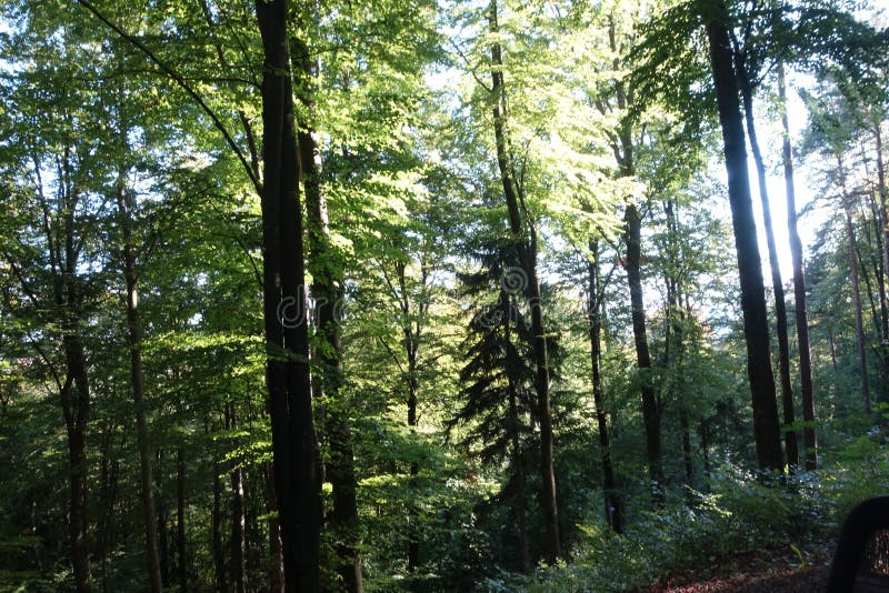 Temperate Broadleaf and Mixed Forest Stock Photo - Image of habitat ...