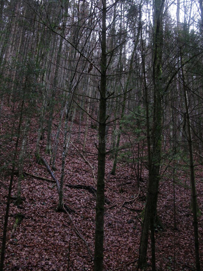 Temperate Broadleaf and Mixed Forest Stock Image - Image of area ...