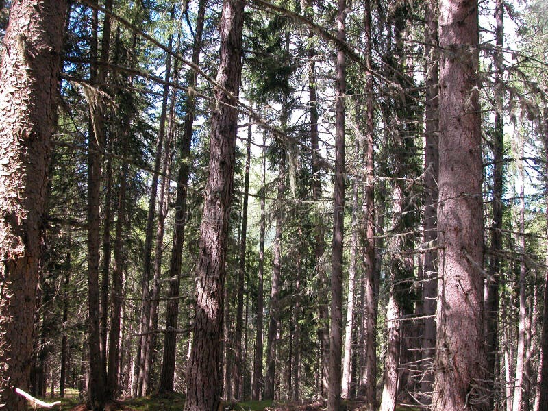 Temperate Broadleaf and Mixed Forest Stock Photo - Image of vegetation ...