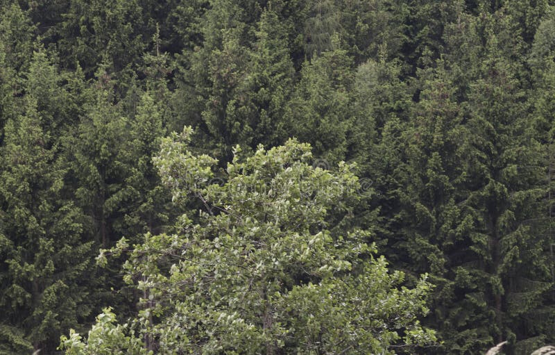 Temperate Broadleaf and Mixed Forest Stock Photo - Image of plants ...