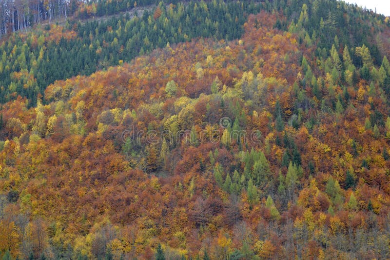 Temperate Broadleaf and Mixed Forest Stock Image - Image of woody ...