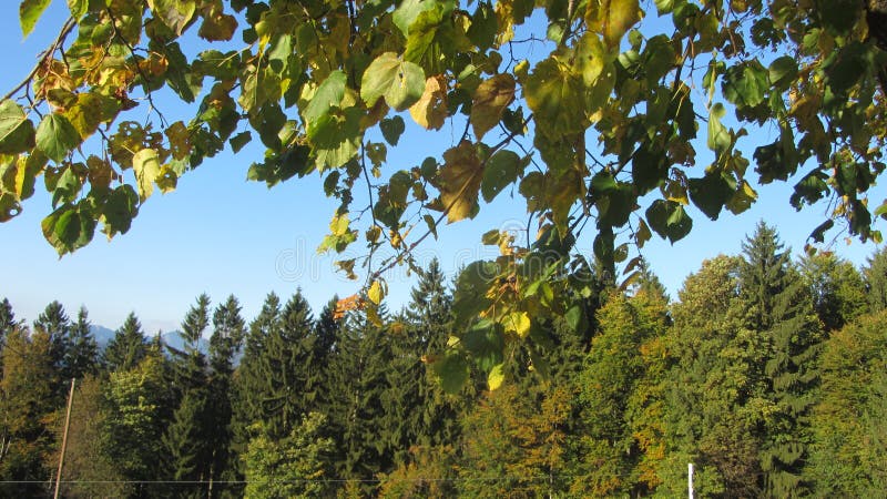 Temperate Broadleaf and Mixed Forest Stock Image - Image of mixed ...