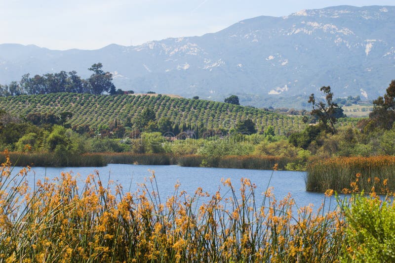 Temperate Climate stock image. Image of citrus, landscapes - 4310939
