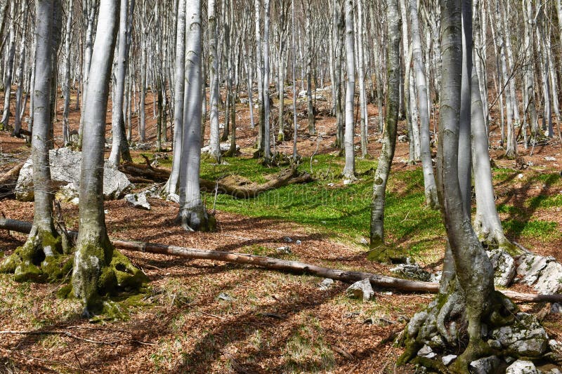 Temperate, Deciduous Beech (Fagus Sylvatica) Forest Stock Photo - Image ...