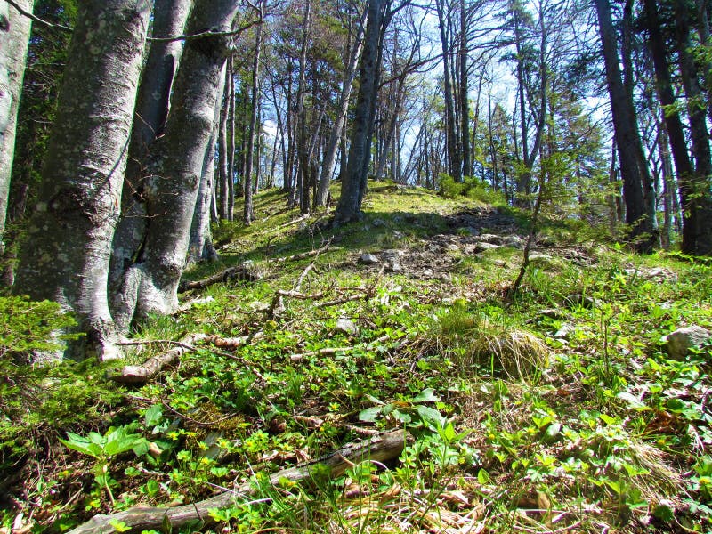 Temperate Deciduous Beech Forest in Spring Stock Image - Image of bare ...