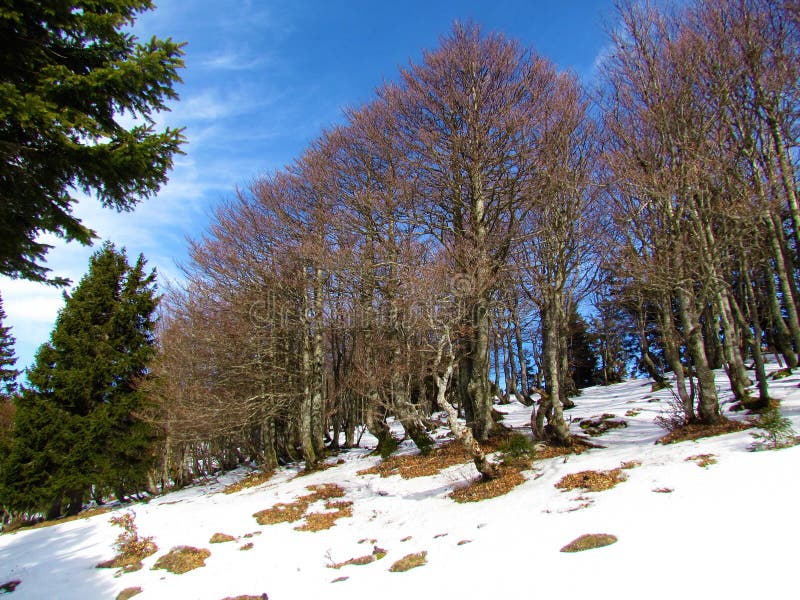 Temperate, Deciduous Beech Forest Stock Image - Image of broadleaf ...