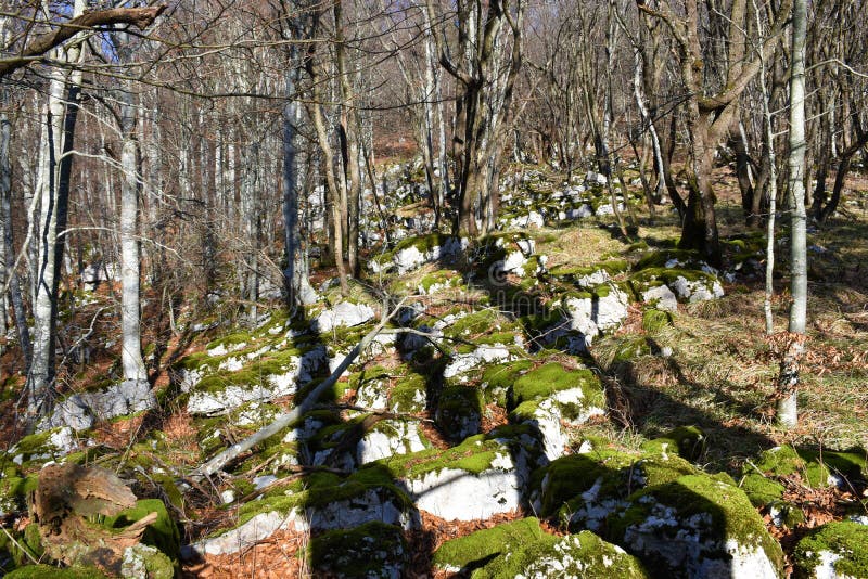 Temperate, Deciduous Broadleaf Beech (Fagus Sylvatica) Forest Stock ...