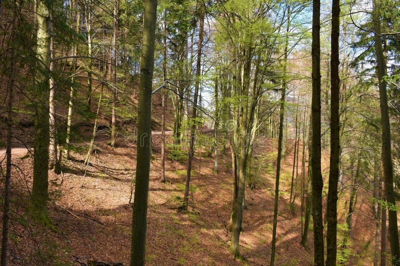 Temperate, Deciduous, Broadleaf Beech (Fagus Sylvatica) Forest Stock ...