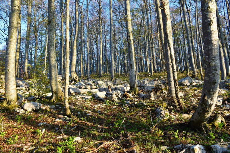 Temperate, Deciduous, Broadleaf Beech (Fagus Sylvatica) Forest Stock ...