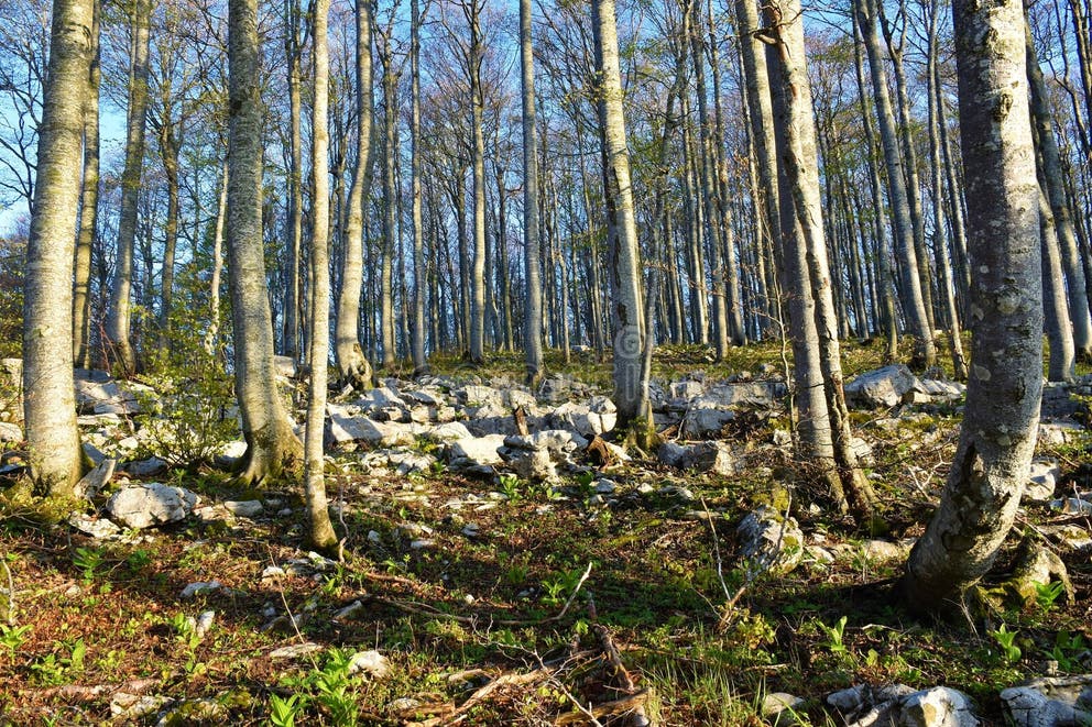 Temperate, Deciduous, Broadleaf Beech (Fagus Sylvatica) Forest Stock ...