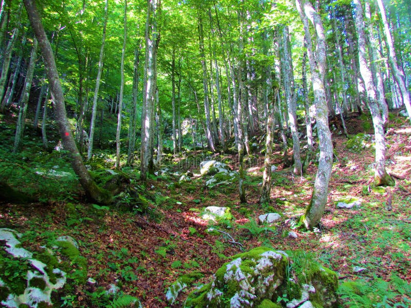 Temperate Deciduous Broadleaf Beech Forest Stock Image - Image of ...