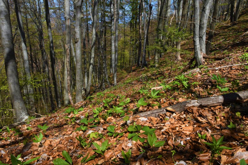 Temperate, Deciduous Broadleaf Common Beech Forest Stock Image - Image ...