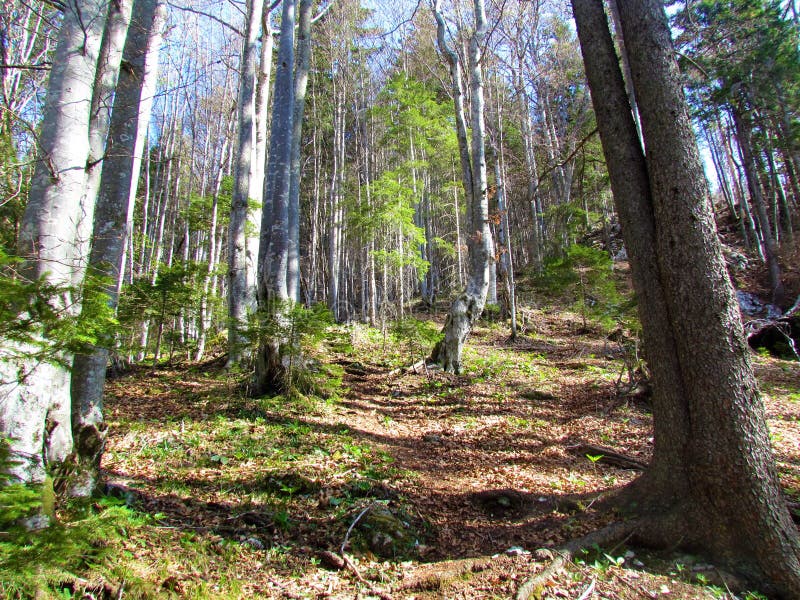 Temperate, Deciduous, Broadleaf Mostly Bare Beech Forest in Spring ...