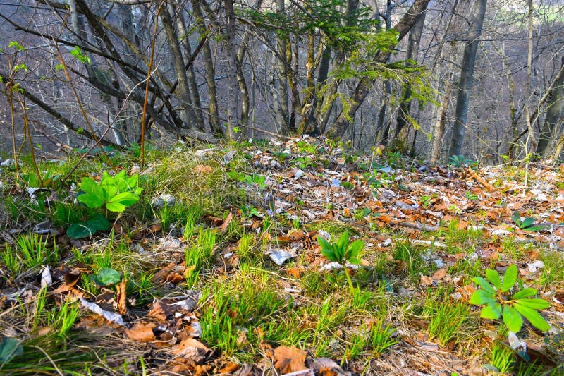 Temperate, Deciduous Forest in Spring Stock Image - Image of woods ...