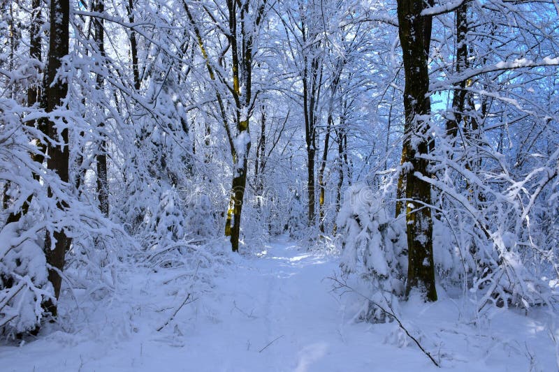 Temperate, Deciduous Forest with Snow Stock Photo - Image of beautiful ...