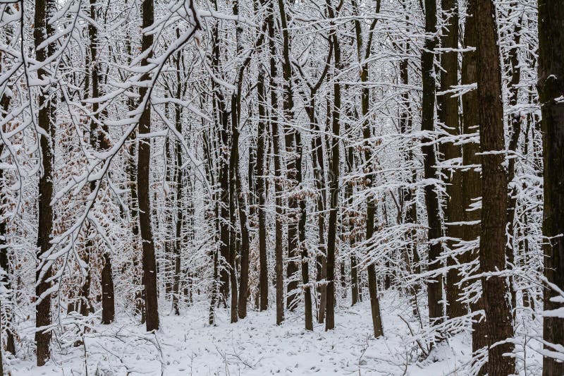 Temperate, Deciduous Forest with Snow Covered Hornbeam Carpinus Betulus ...