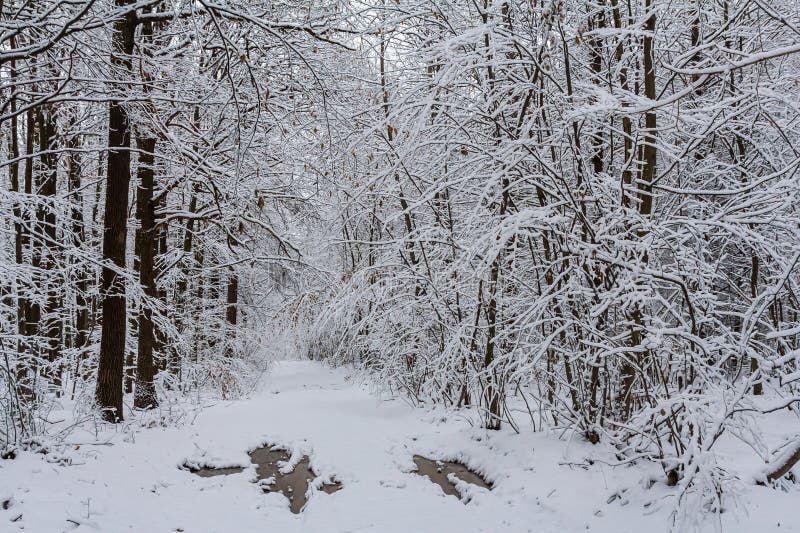 Temperate, Deciduous Forest with Snow Covered Hornbeam Carpinus Betulus ...