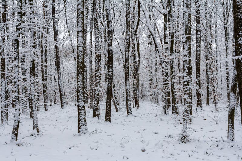 Temperate, Deciduous Forest with Snow Covered Hornbeam Carpinus Betulus ...