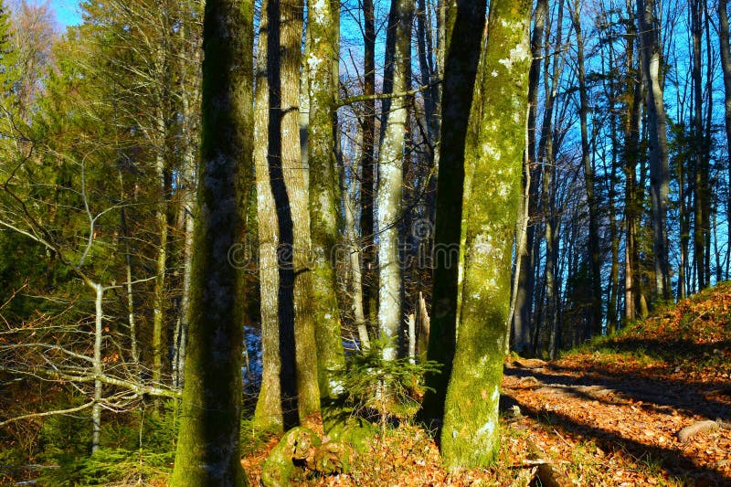 Temperate, Deciduous Forest in Winter Stock Image - Image of light ...