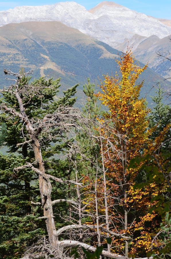 Autumn Colors in the Mixed Mountain Forests of the Ordesa-ViÃ±amala ...