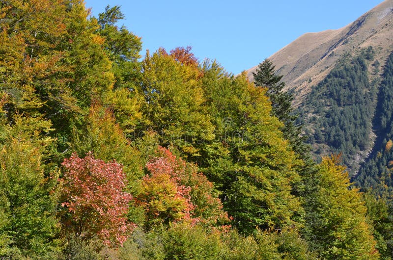 Autumn Colors in the Mixed Mountain Forests of the Ordesa-Viñamala ...