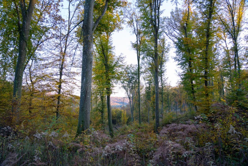 Deciduous Forest in the Autumn Stock Photo - Image of natural ...