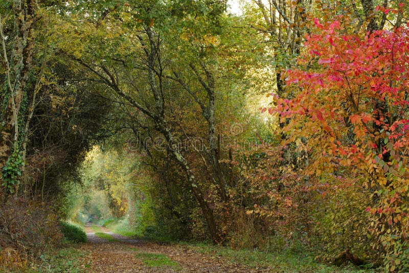 Temperate forest at fall stock image. Image of rural - 61337633
