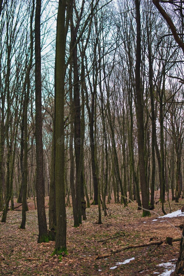 Temperate Forest during Snowless Winter Stock Image - Image of poland ...