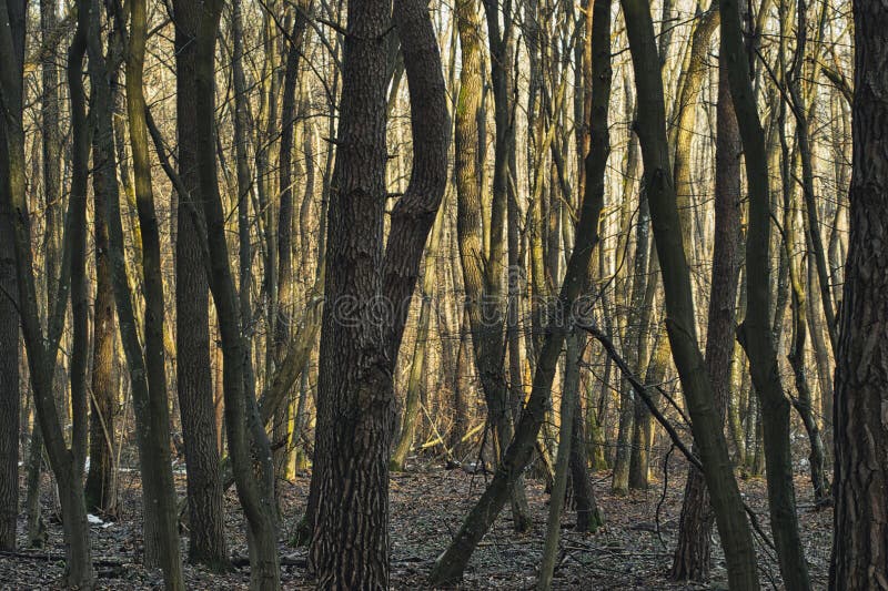 Temperate Forest during Snowless Winter Stock Image - Image of empty ...
