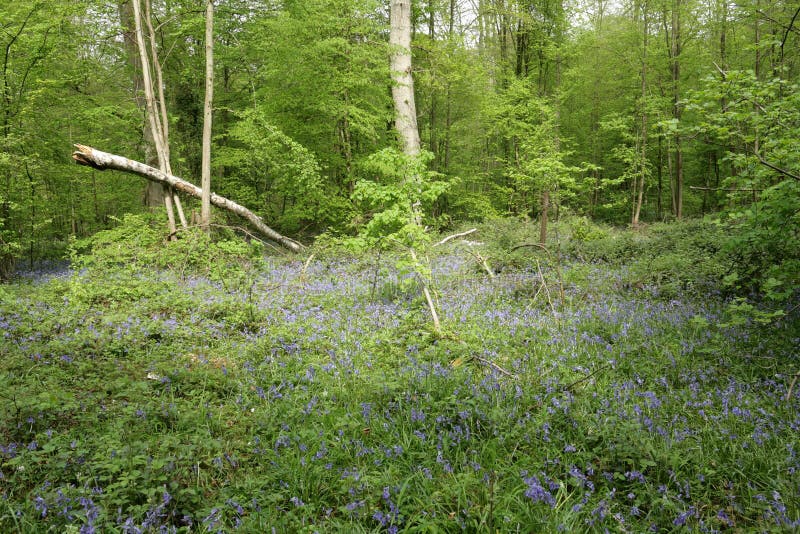 Temperate forest in spring stock image. Image of forrest - 88047445