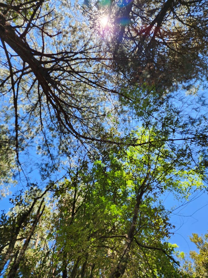 Temperate Forest Trees for Environmental Care Stock Image - Image of ...