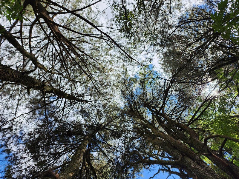 Temperate Forest Trees for Environmental Care Stock Image - Image of ...