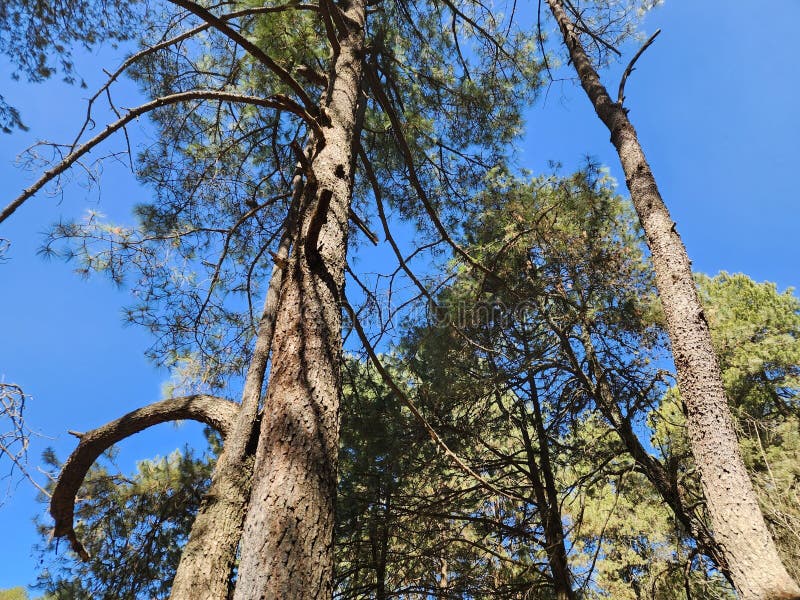 Temperate Forest Trees for Environmental Care Stock Image - Image of ...