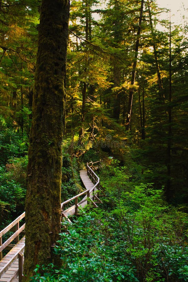 Temperate Rainforest stock photo. Image of national, evergreen - 27591750