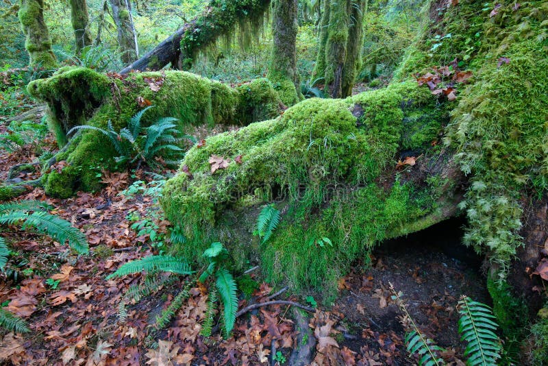 Temperate Rainforest Picture. Image: 3625977