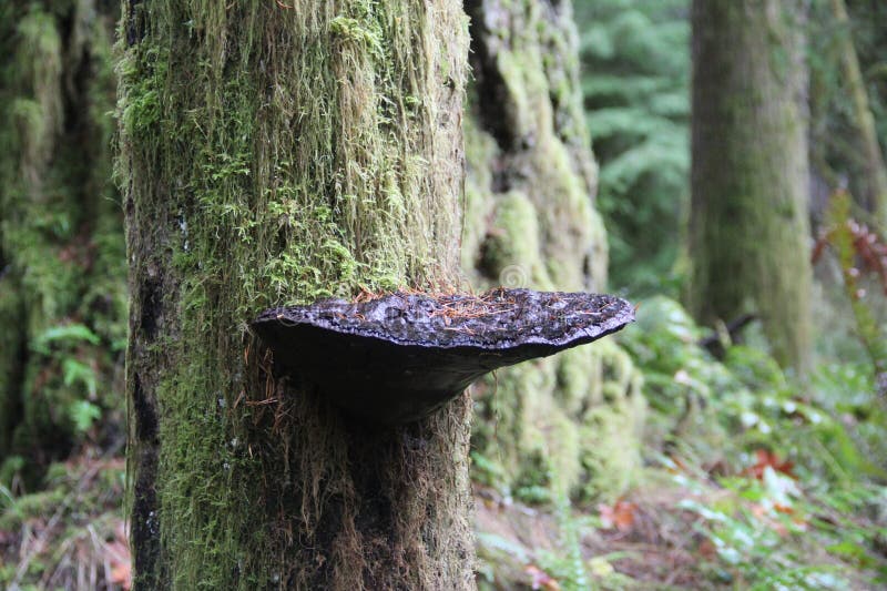 Temperate Rainforest Bracket Fungi on a Tree Stock Photo - Image of ...