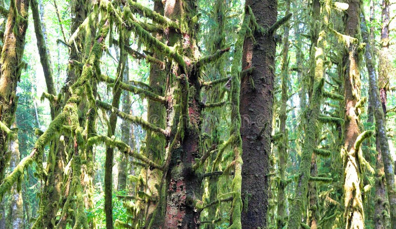 Temperate Rainforest, Oregon Stock Image - Image of landscape ...