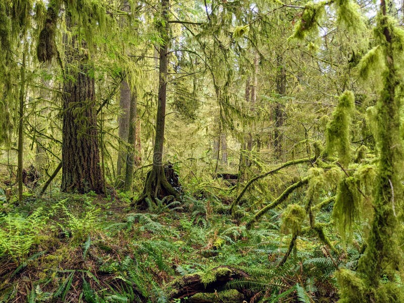 Temperate Rainforest in the Pacific Northwest Stock Image - Image of ...