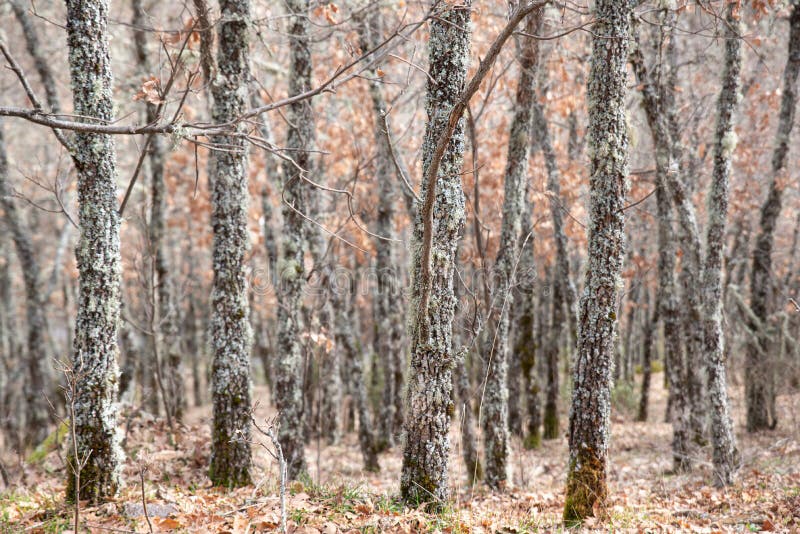 Temperate Tropical and Subtropical Broadleaf and Mixed Coniferous ...