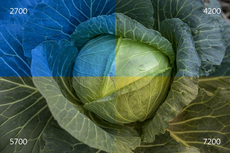Temperature Adjustment on the Picture of Cabbage, Color Temperature ...