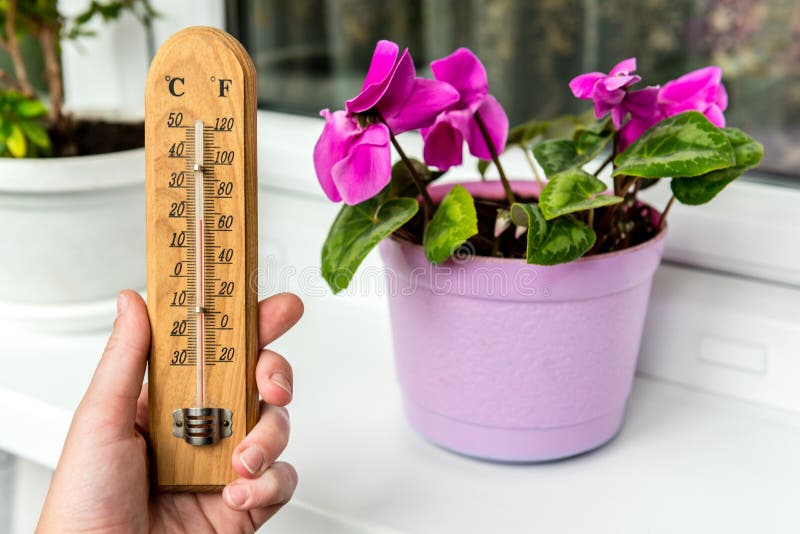 Temperature for Plants on the Balcony. Thermometer and Room Flower ...