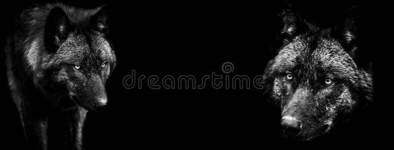 Black Wolf Photography Tumblr