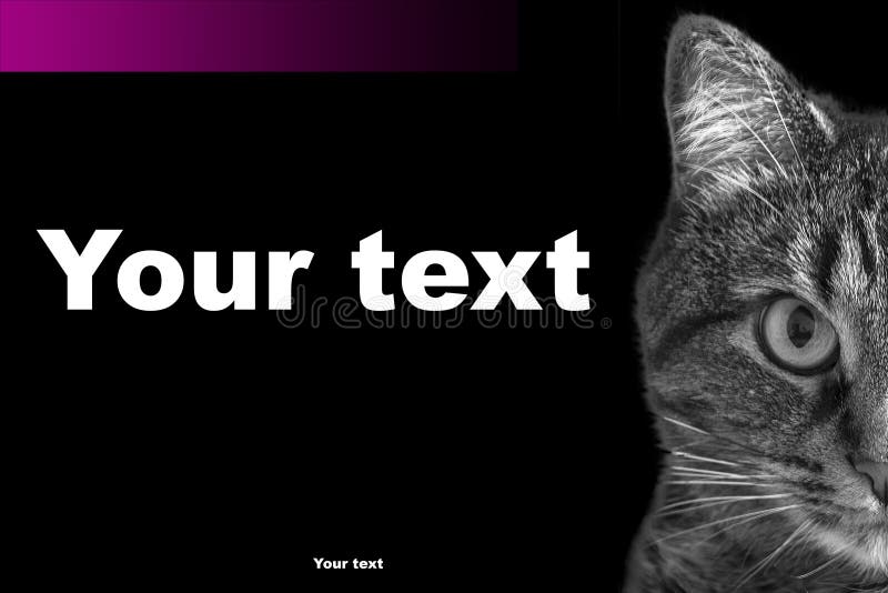 Template Booklet Advertising with Photos of a Cat on a Dark Background ...