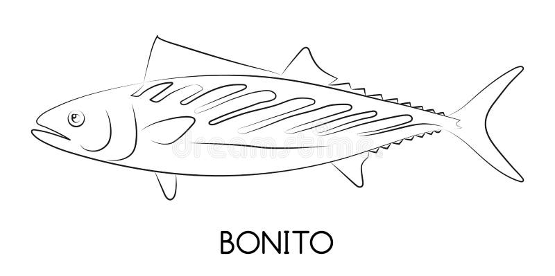Bonito Fish. Commercial Fish Species Stock Vector - Illustration of ...
