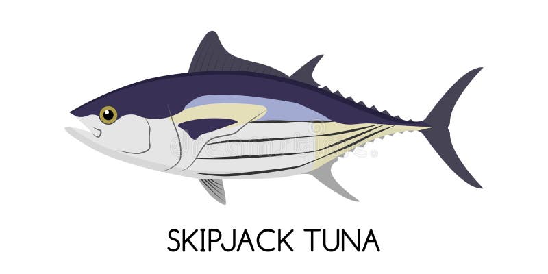 Tuna. Skipjack Tuna stock vector. Illustration of isolated - 179816195