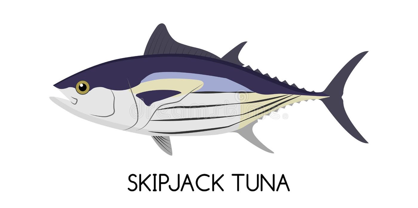 Skipjack Fish Isolated Stock Illustrations – 281 Skipjack Fish Isolated ...
