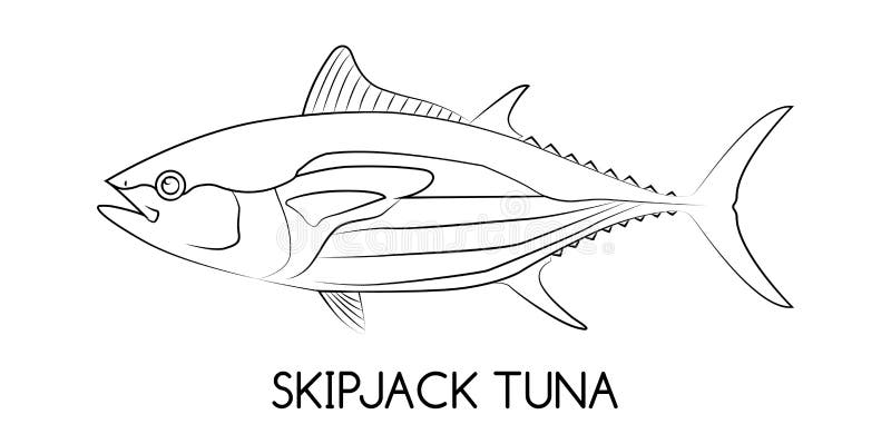Tuna. Skipjack Tuna stock vector. Illustration of seafood - 179838868