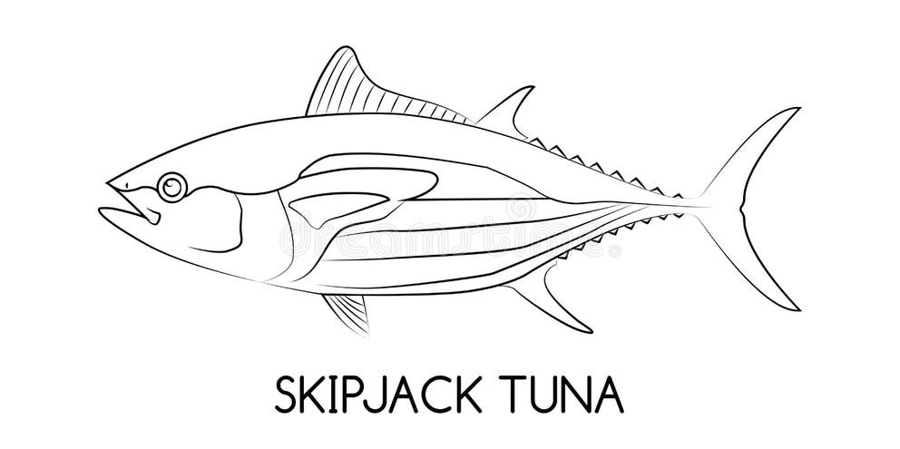 Tuna. Skipjack Tuna stock vector. Illustration of seafood - 179838868